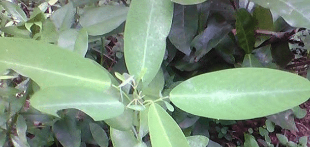 Telegraph plant | The world’s fastest plants | InsureandGo