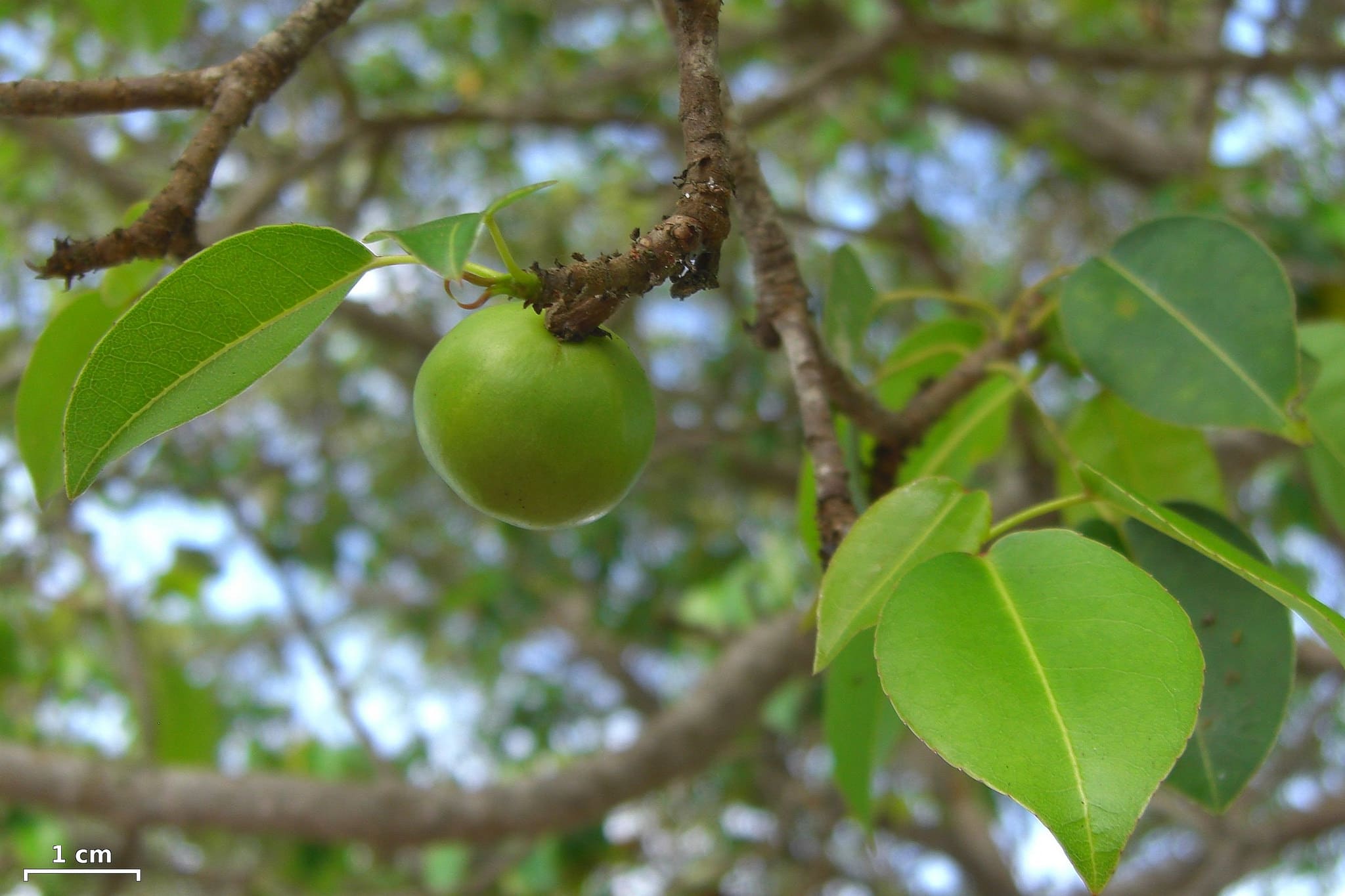 Manchineel tree: The most dangerous tree in the world | InsureandGo